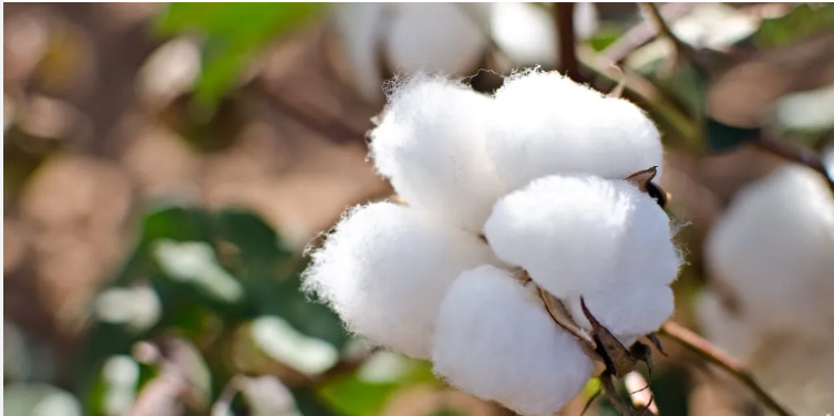 Cottco – The Cotton Company of Zimbabwe
